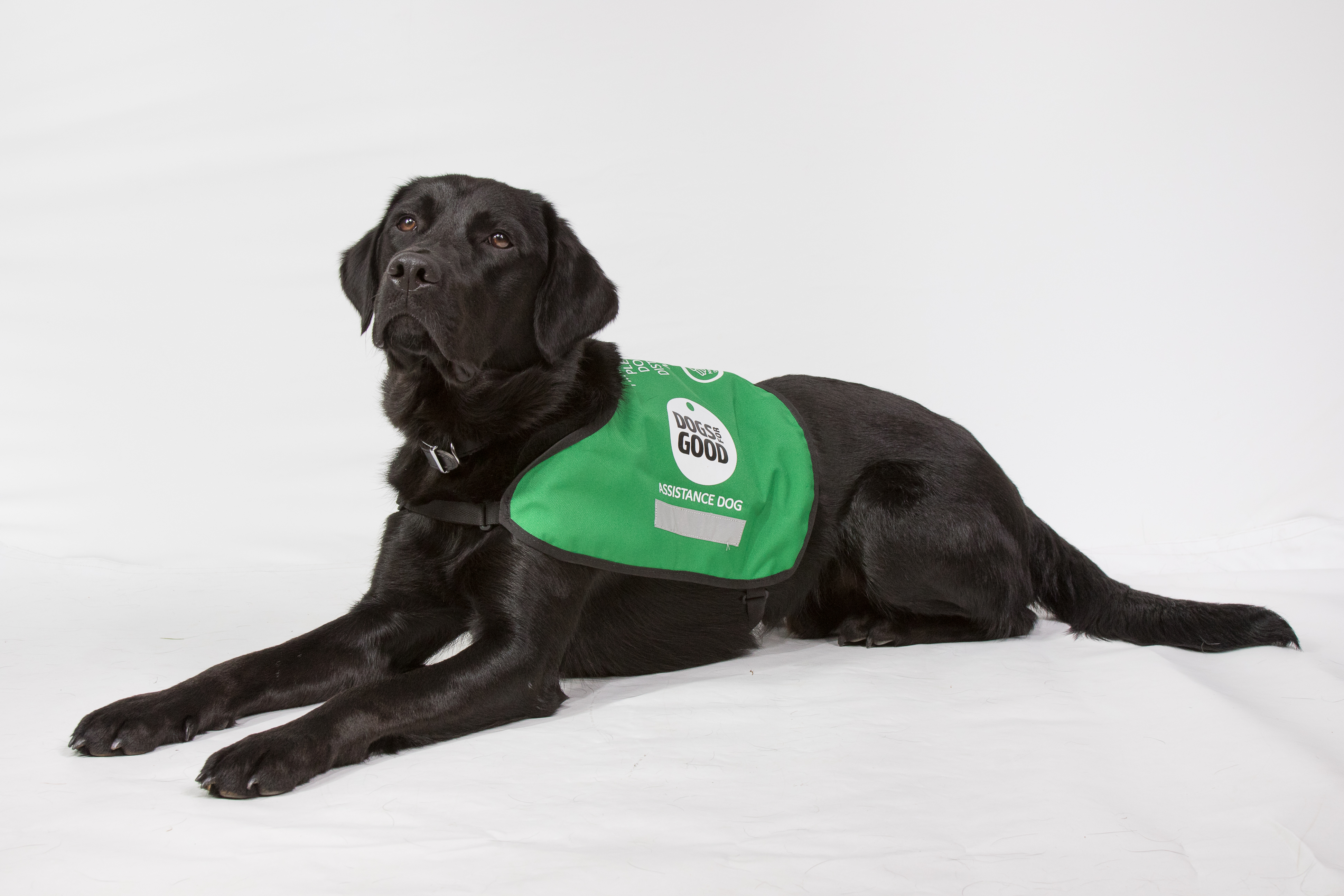 Dogs for Good - Aftercare support - The King Henry VIII Endowed Trust